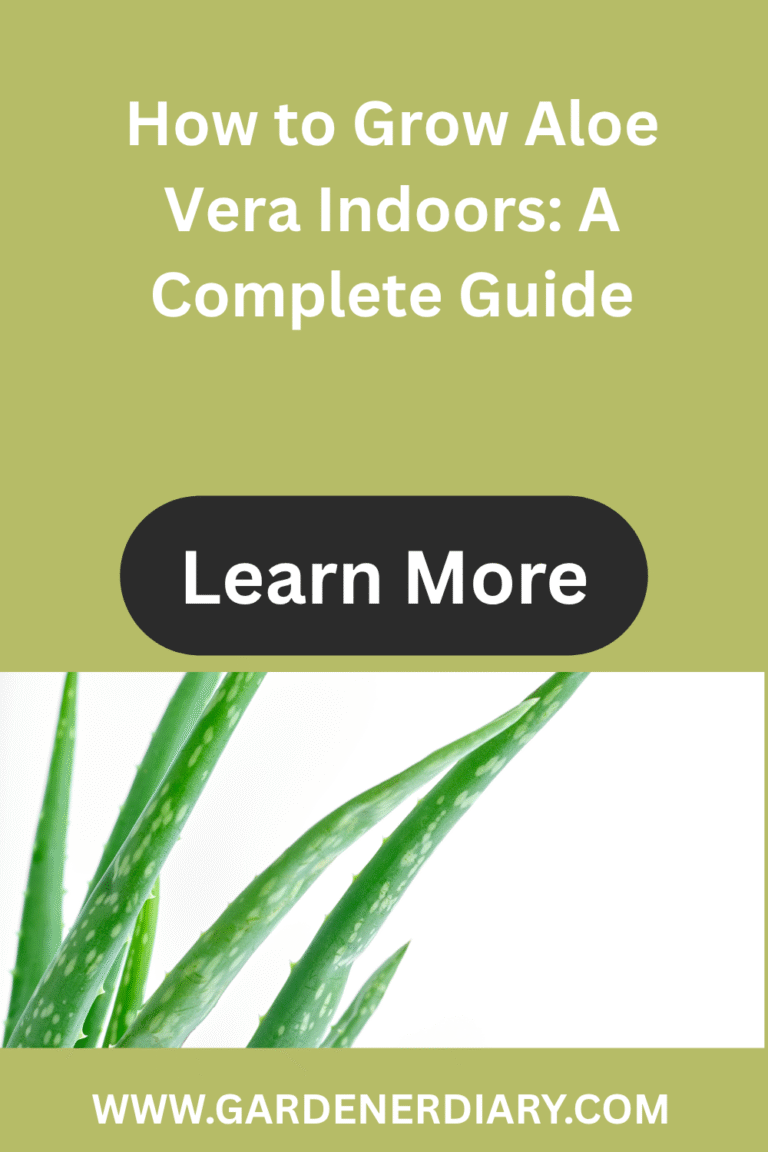 How to Grow Aloe Vera Indoors - Gardener's Diary