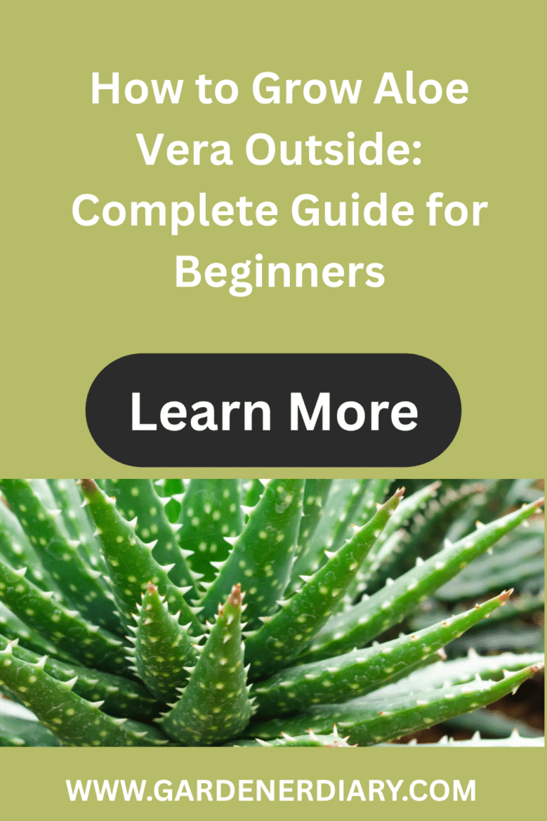How to Grow Aloe Vera Outside - Gardener's Diary